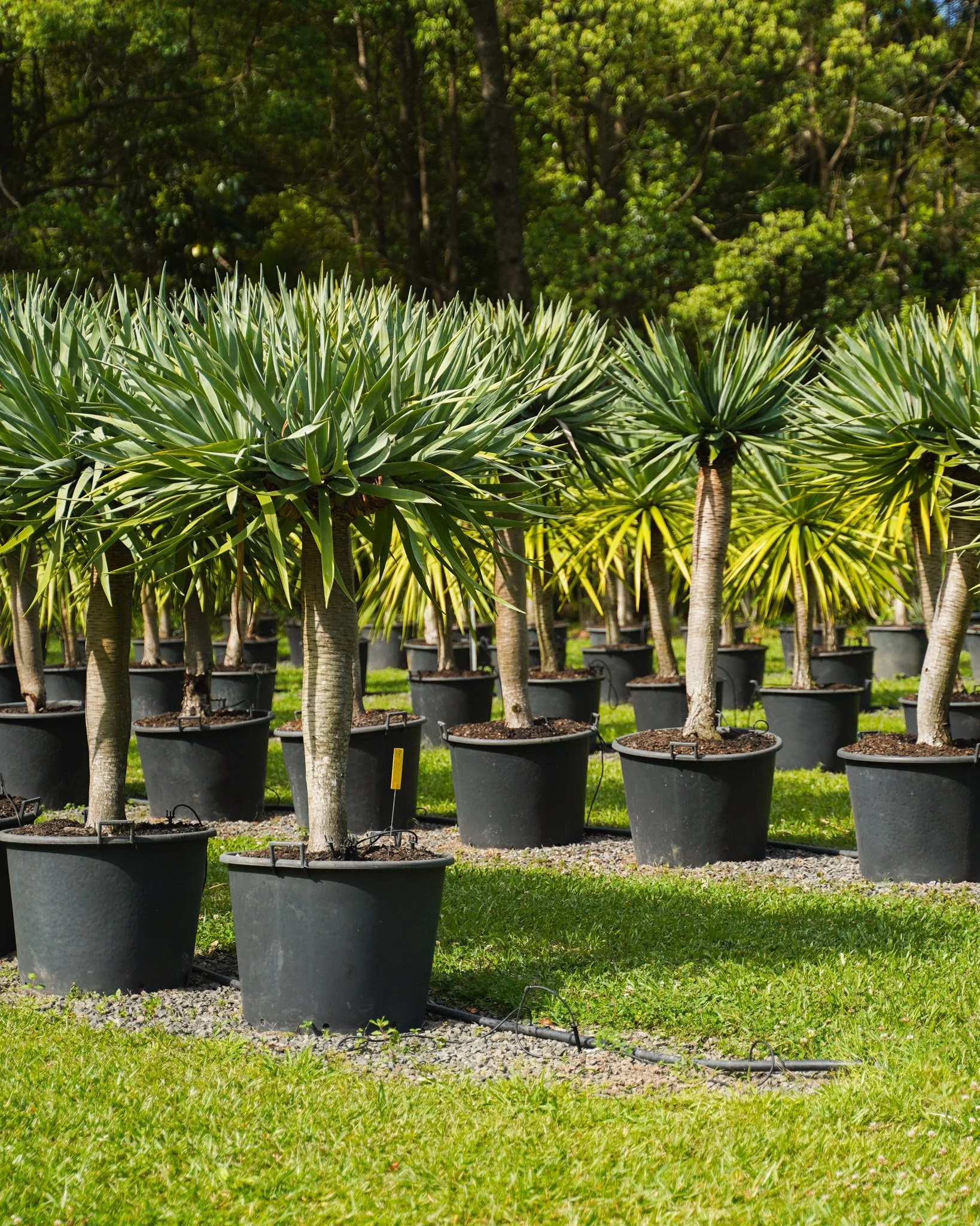 Dragon Trees — Heritage Acres