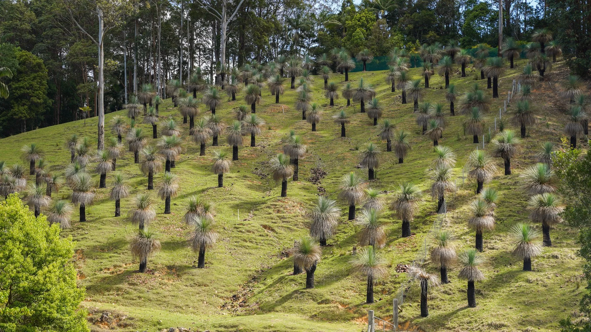 Grass Trees — Heritage Acres