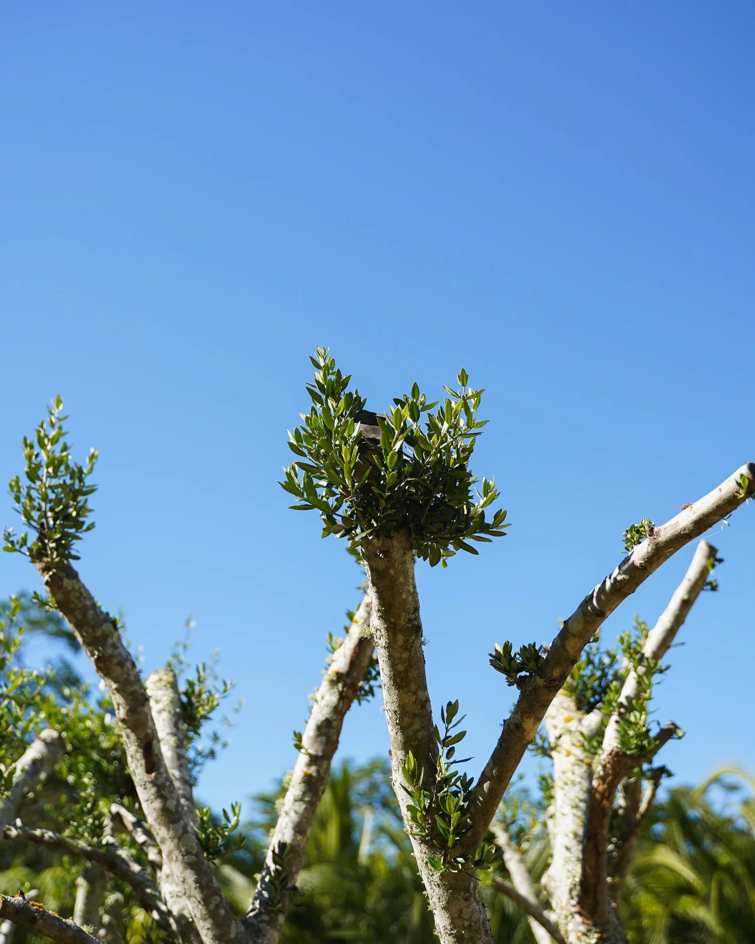 Olive Trees for Sale | Mature Olive Trees Brisbane & Gold Coast ...