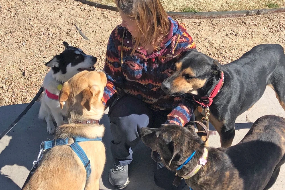 Fearful feral dogs — Hart to Heart Canine Training