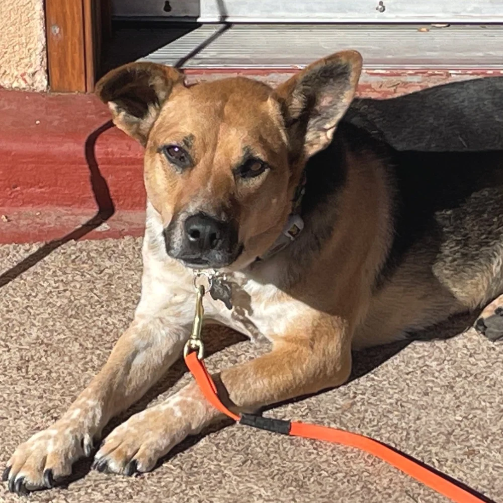 Fearful feral dogs — Hart to Heart Canine Training