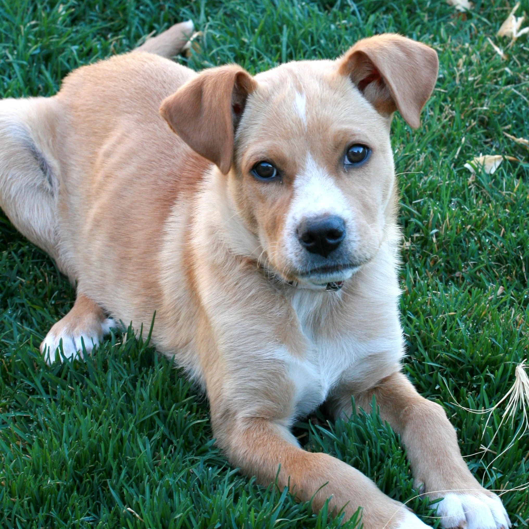 Fearful feral dogs — Hart to Heart Canine Training