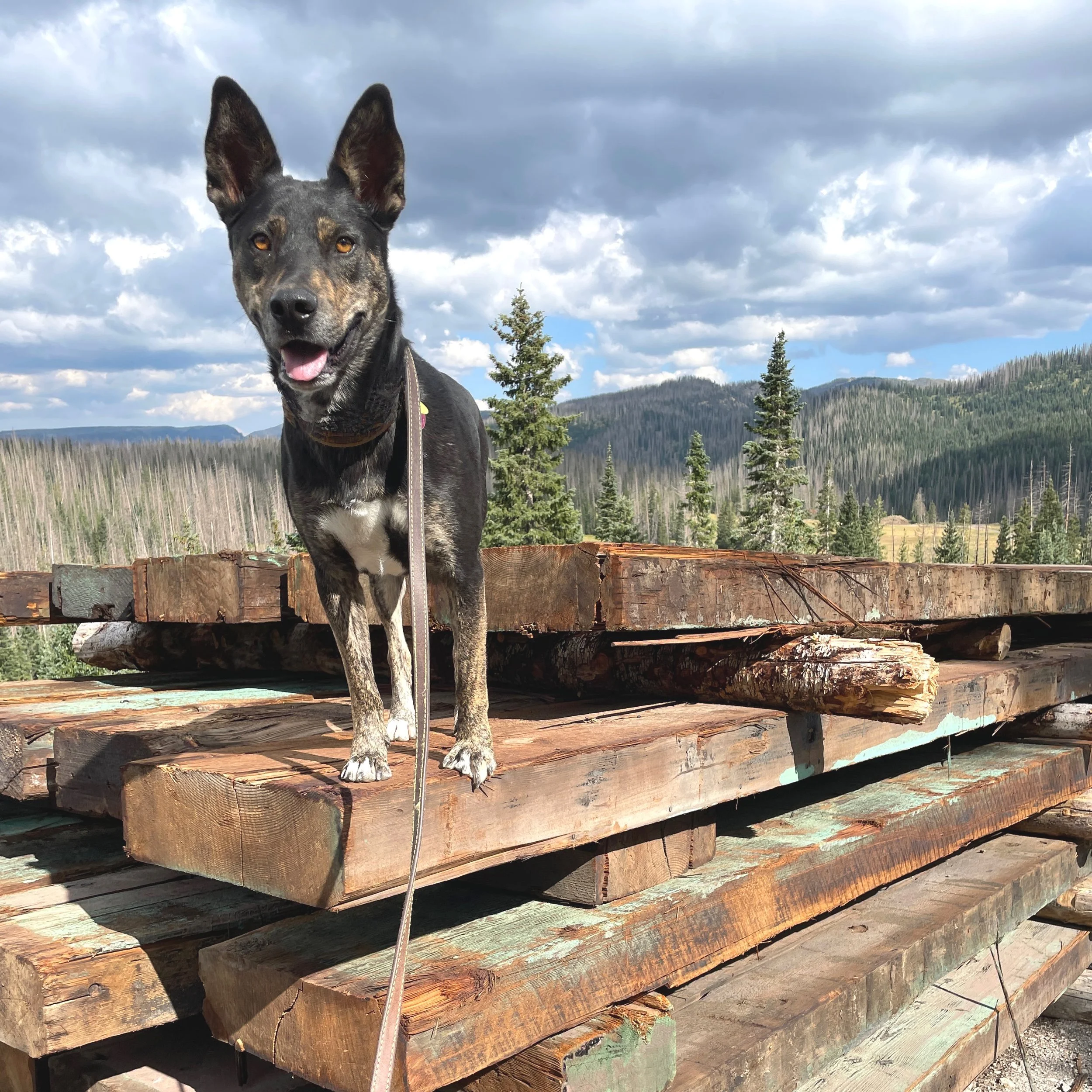 Fearful feral dogs — Hart to Heart Canine Training