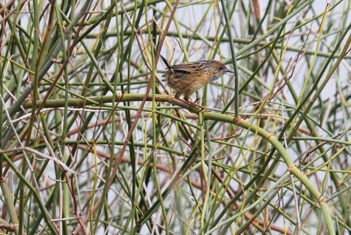 an endangered Mount Lofty Ranges Southern Emu Wren in what might be the ...
