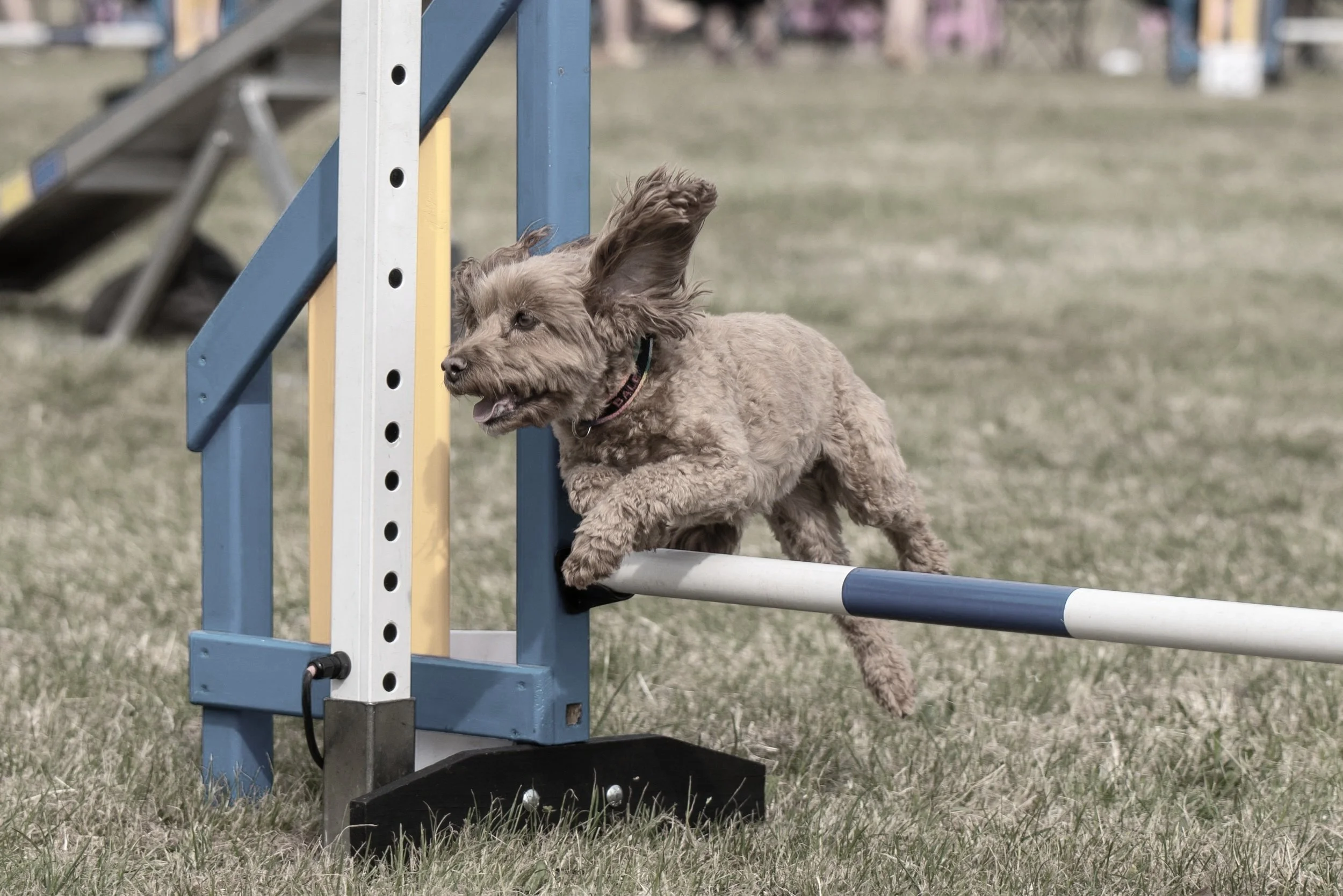Dynamite Dogs Agility Training