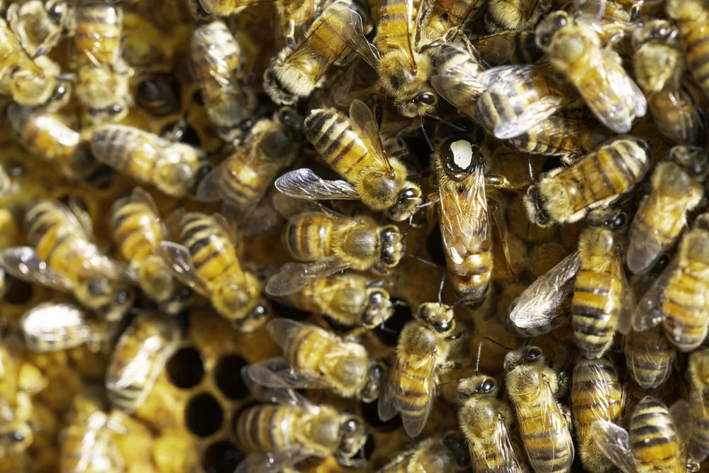 FAQ — North American Honey Bee Expo