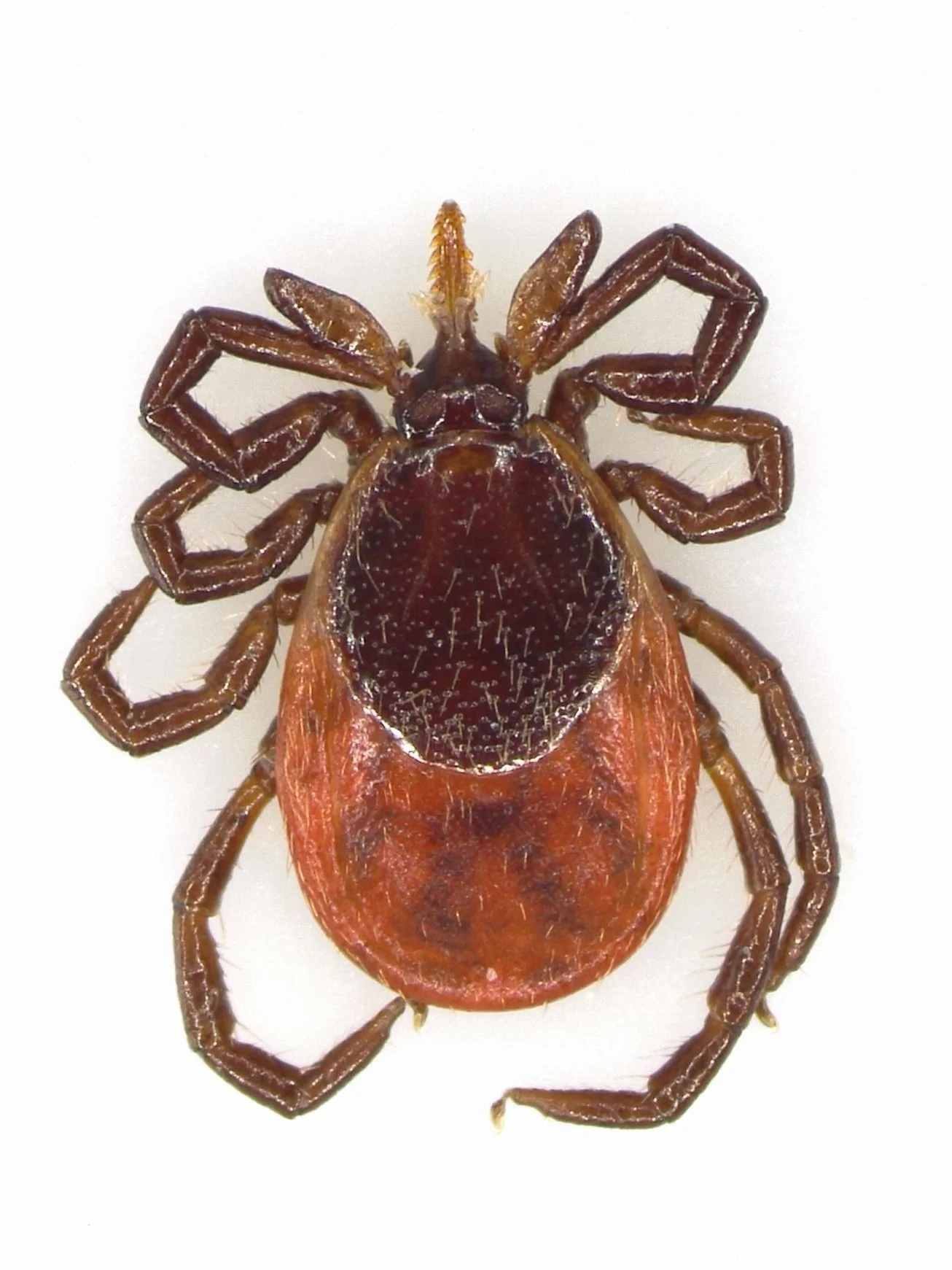 Ixodes Scapularis: How to identify the deer tick, and how they transmit ...