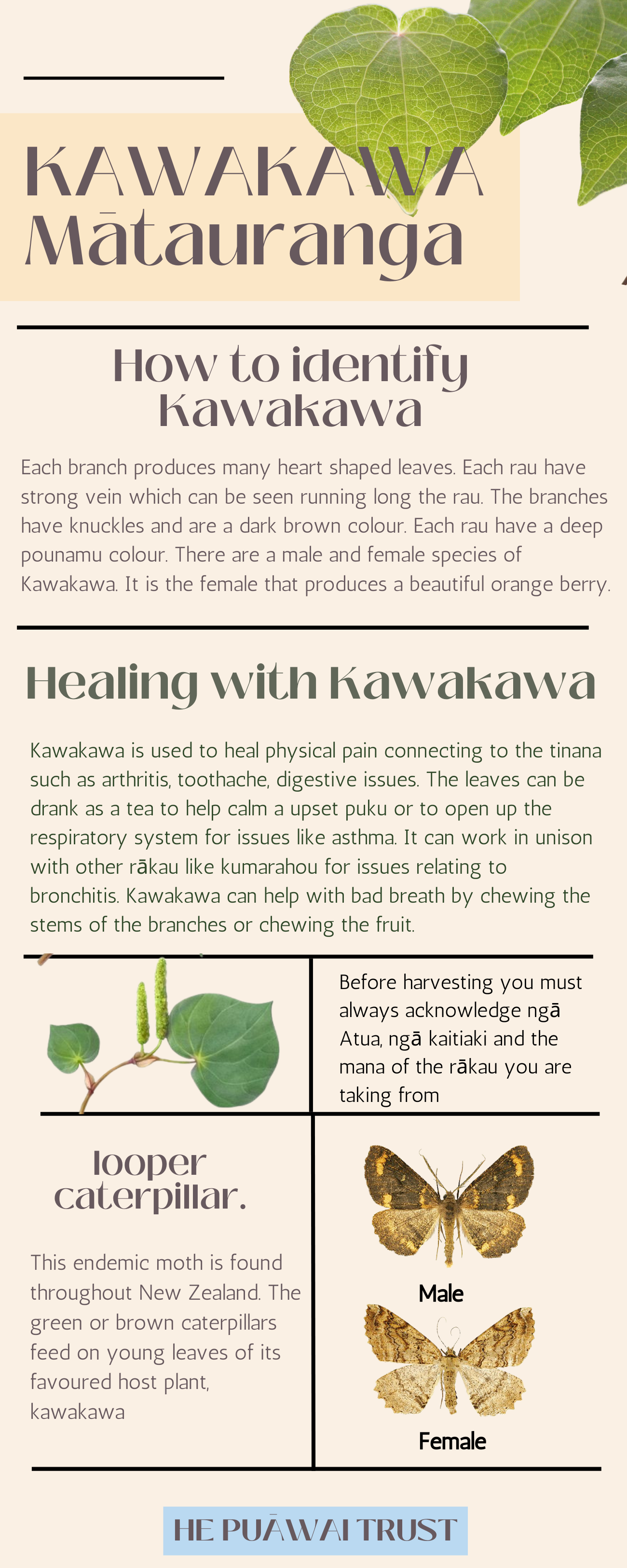 Meet Kawakawa — He Puāwai Trust