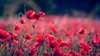 Poynton (Royal British Legion) Concert Band