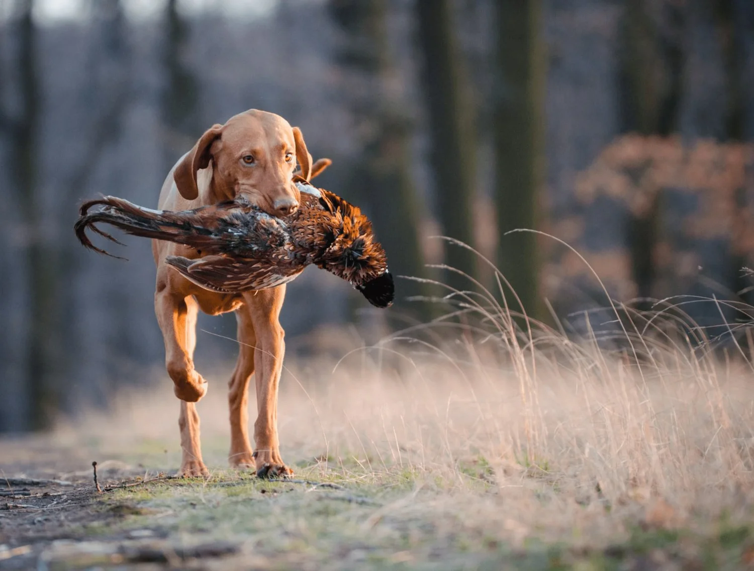 Town and Country Dog Training