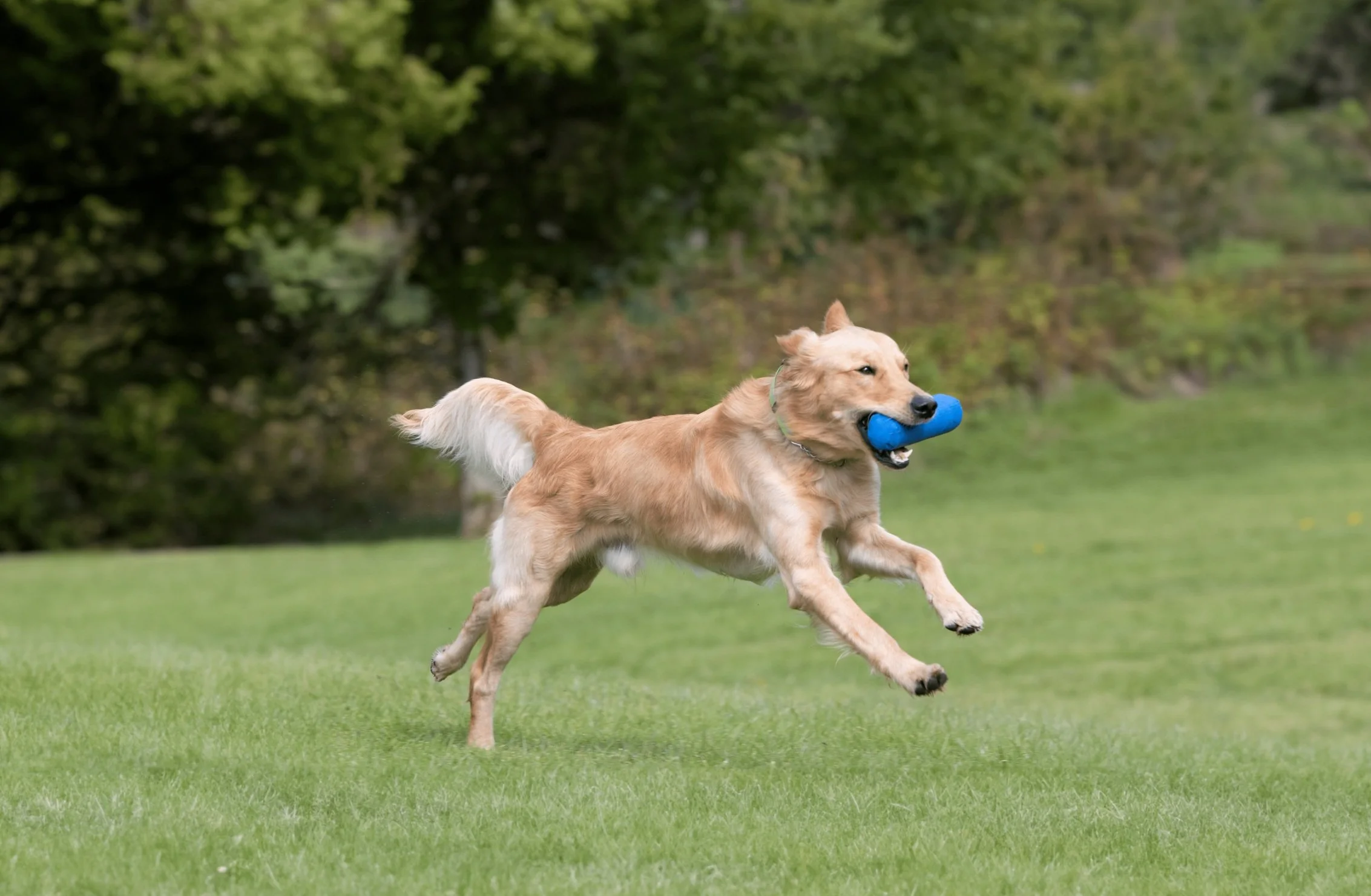 Town and Country Dog Training