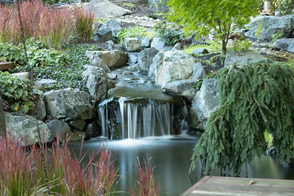 aquatics — aguafina gardens international