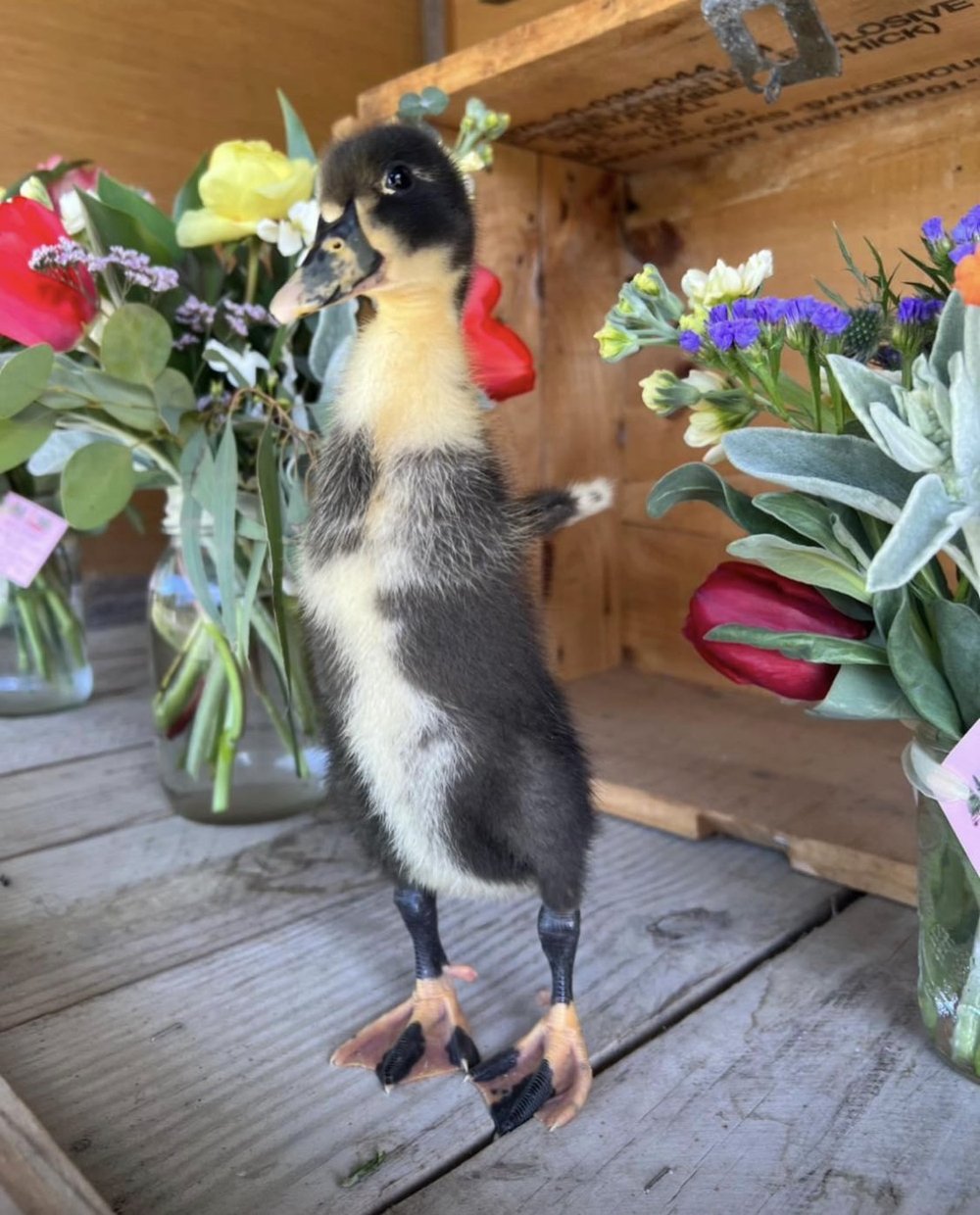 Our Story — Painted Pastures