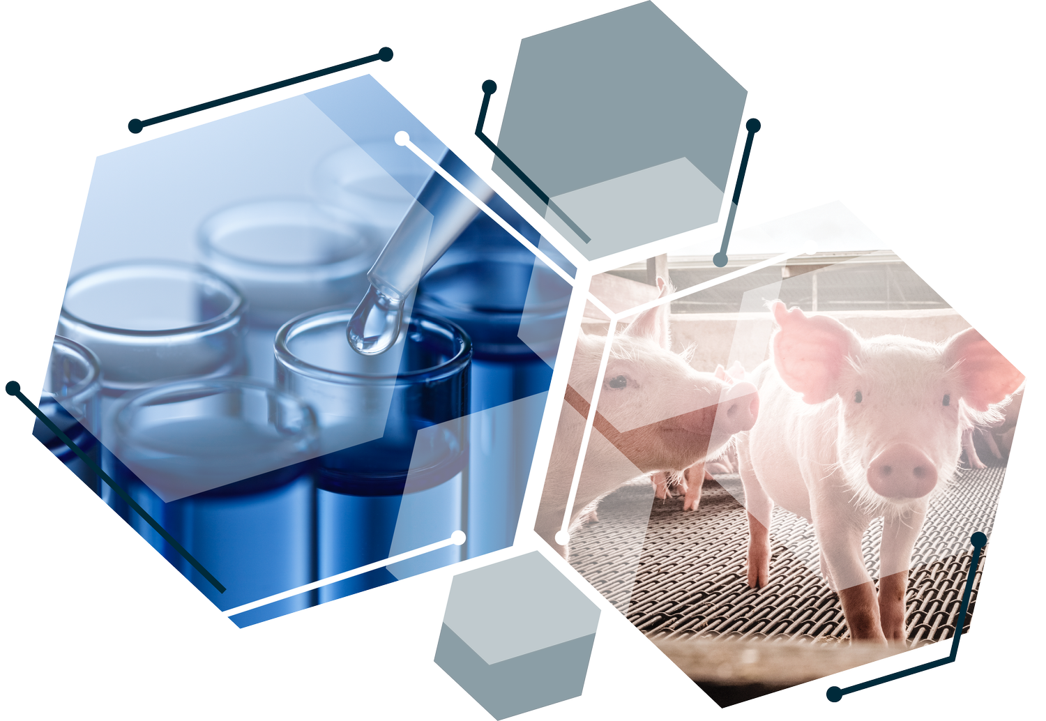 Midwest Research Swine