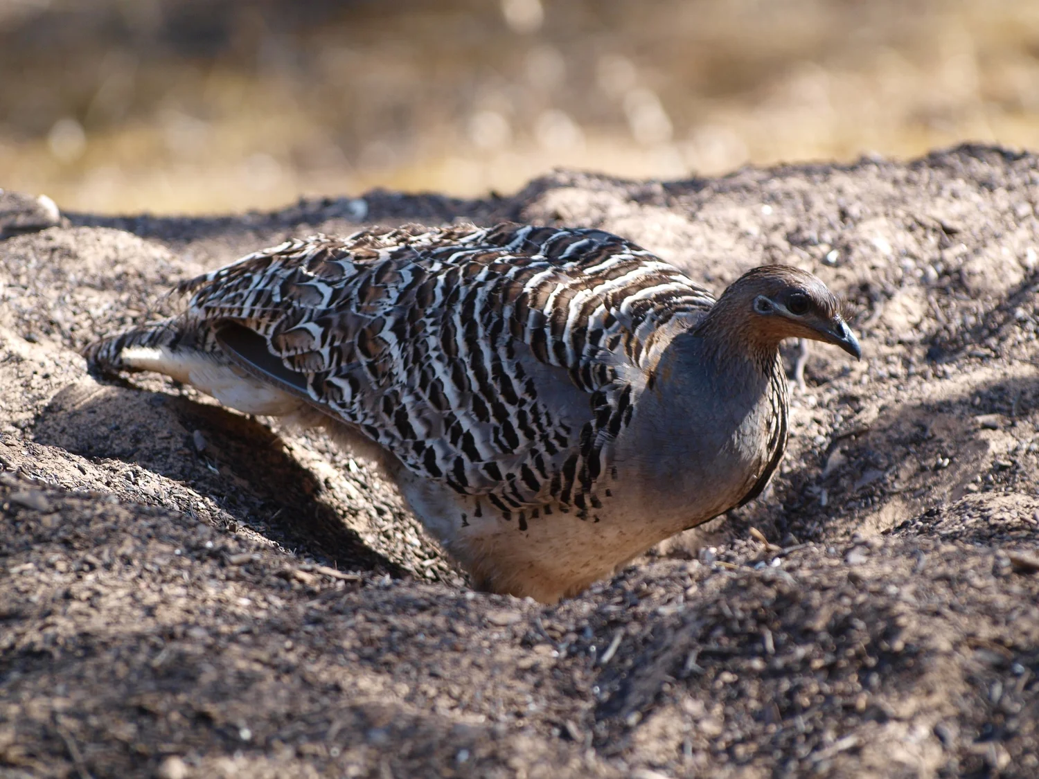 National Malleefowl Recovery Group