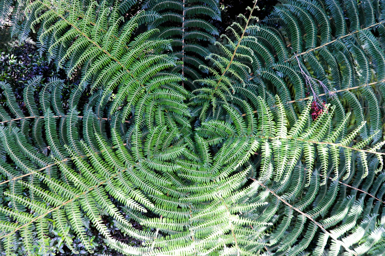 Native Plants — Kids Greening Taupō | Learning Through Nature