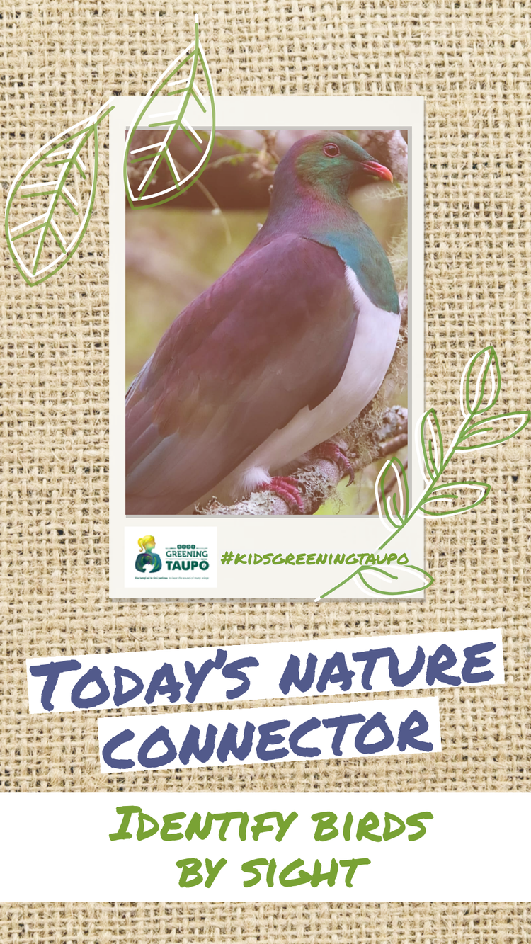 Manu/Birds of Aotearoa — Kids Greening Taupō | Learning Through Nature