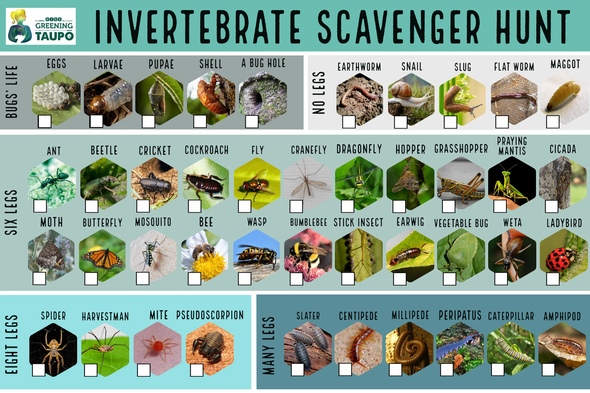 The World of Minibeasts/Bugs — Kids Greening Taupō | Learning Through ...