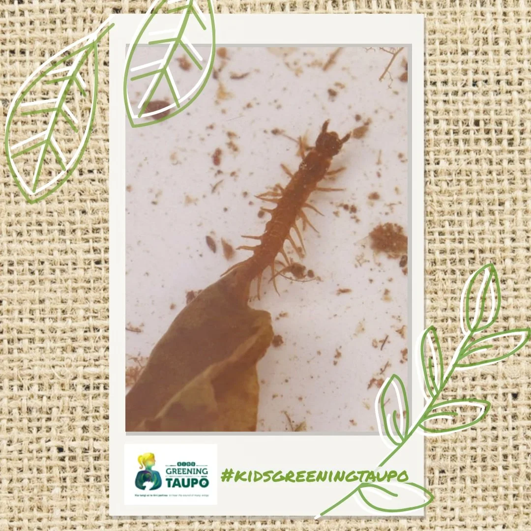 Bugs/ Invertebrates — Kids Greening Taupō | Learning Through Nature
