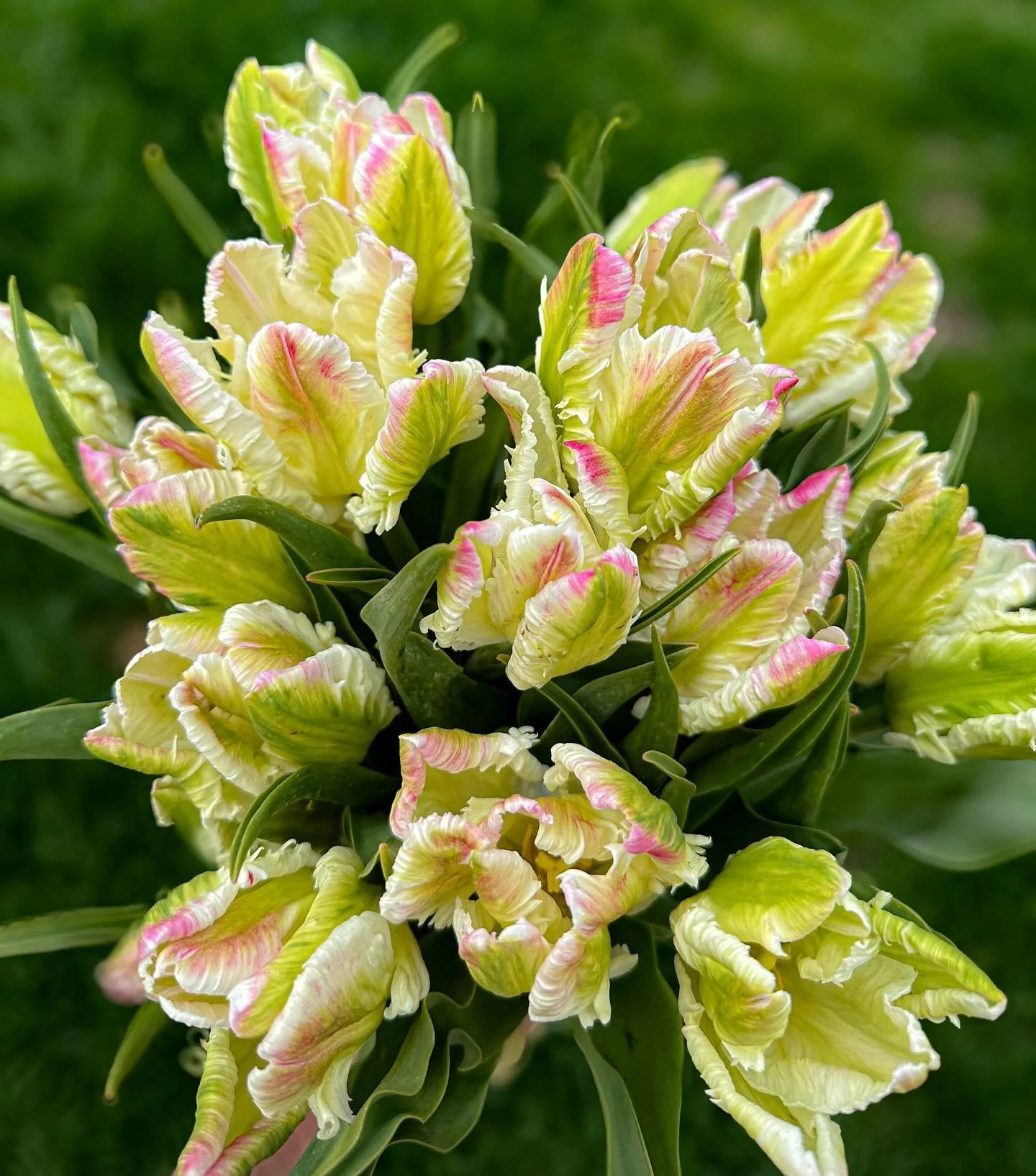 Wild Bull Flower Farm