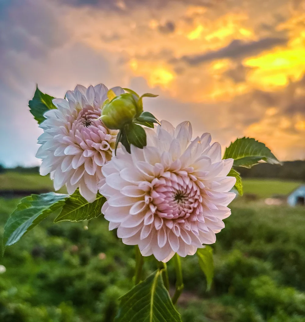 Dahlia Tubers — Wild Bull Flower Farm