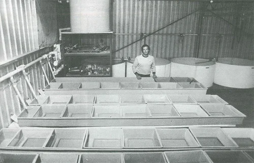 About us — Uarah Fisheries, the first Murray cod farm