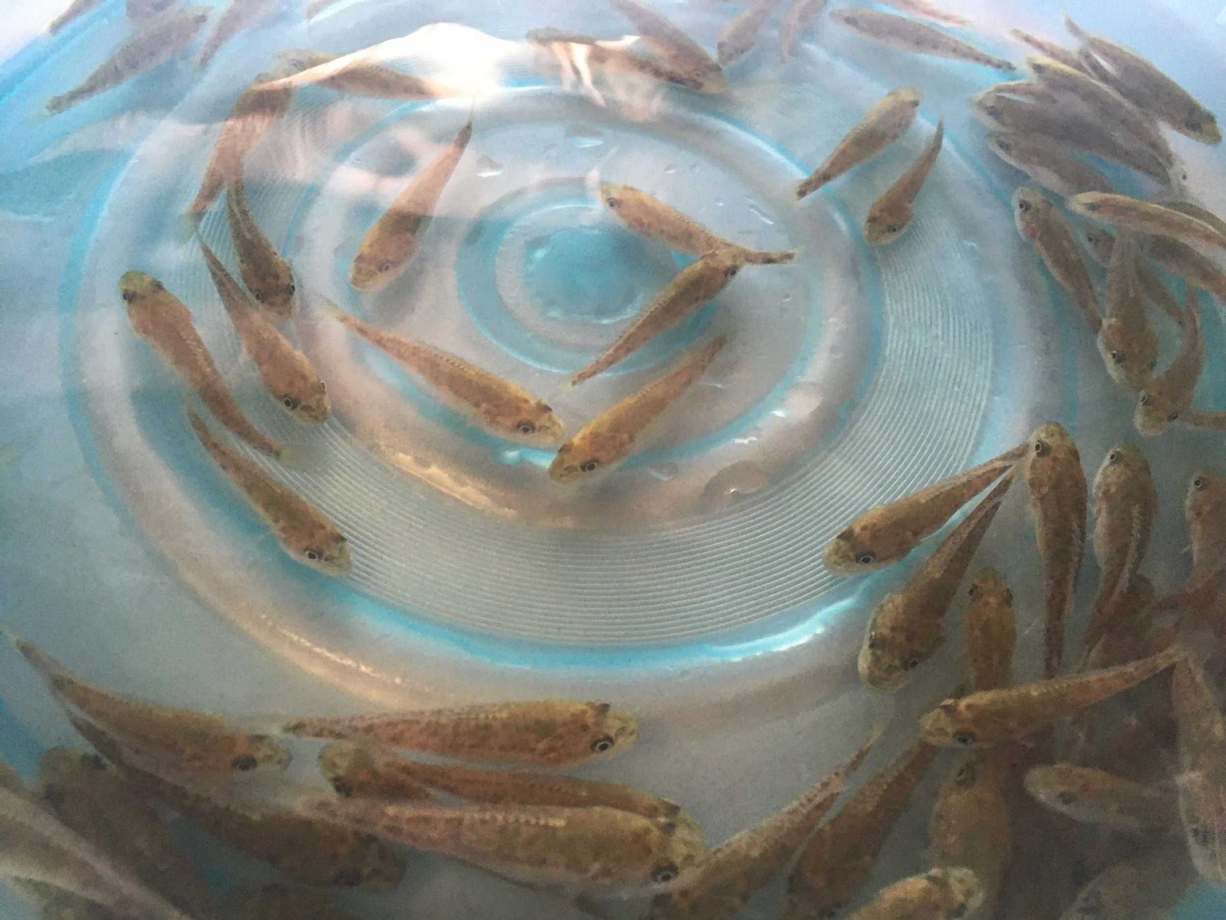 Uarah Fisheries, the first Murray cod farm