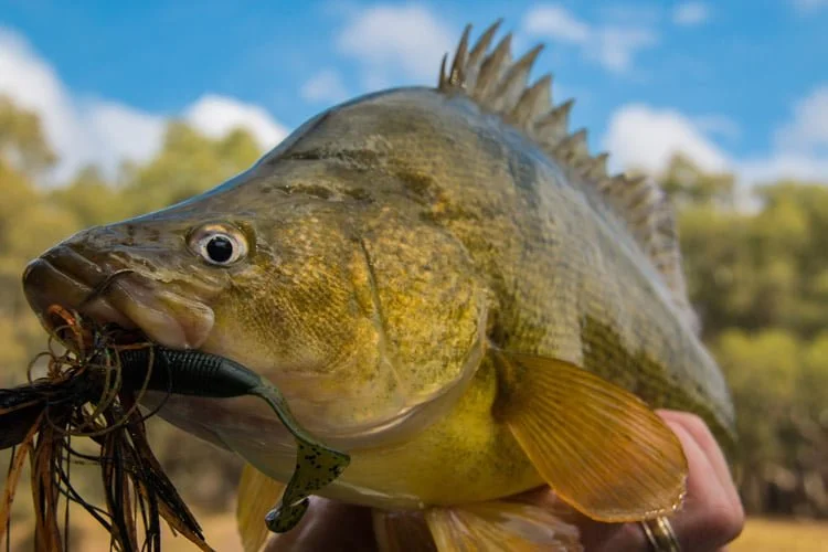 Buy Murray Cod, Silver Perch and Golden Perch — Uarah Fisheries, the ...