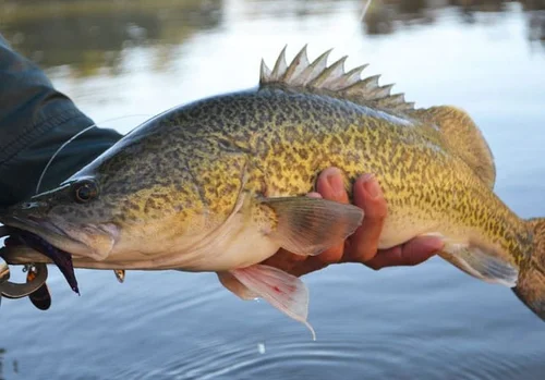 Buy Murray Cod, Silver Perch and Golden Perch — Uarah Fisheries, the ...
