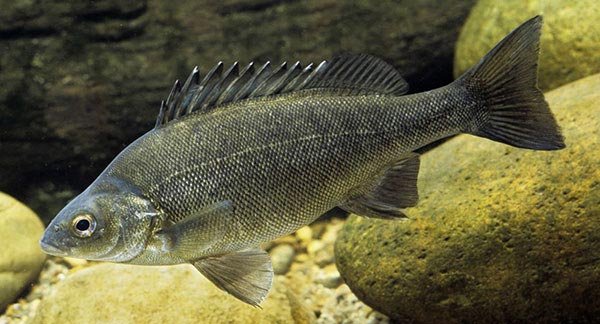 Buy Murray Cod, Silver Perch and Golden Perch — Uarah Fisheries, the ...