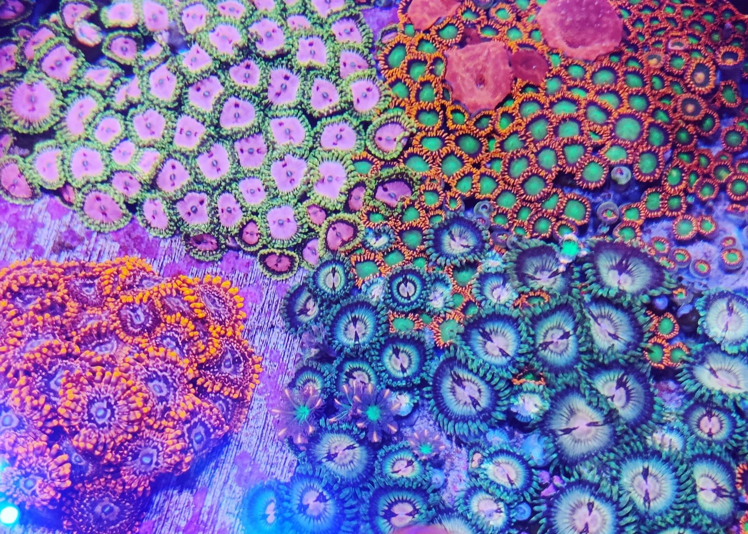 Radiant Reefs FL