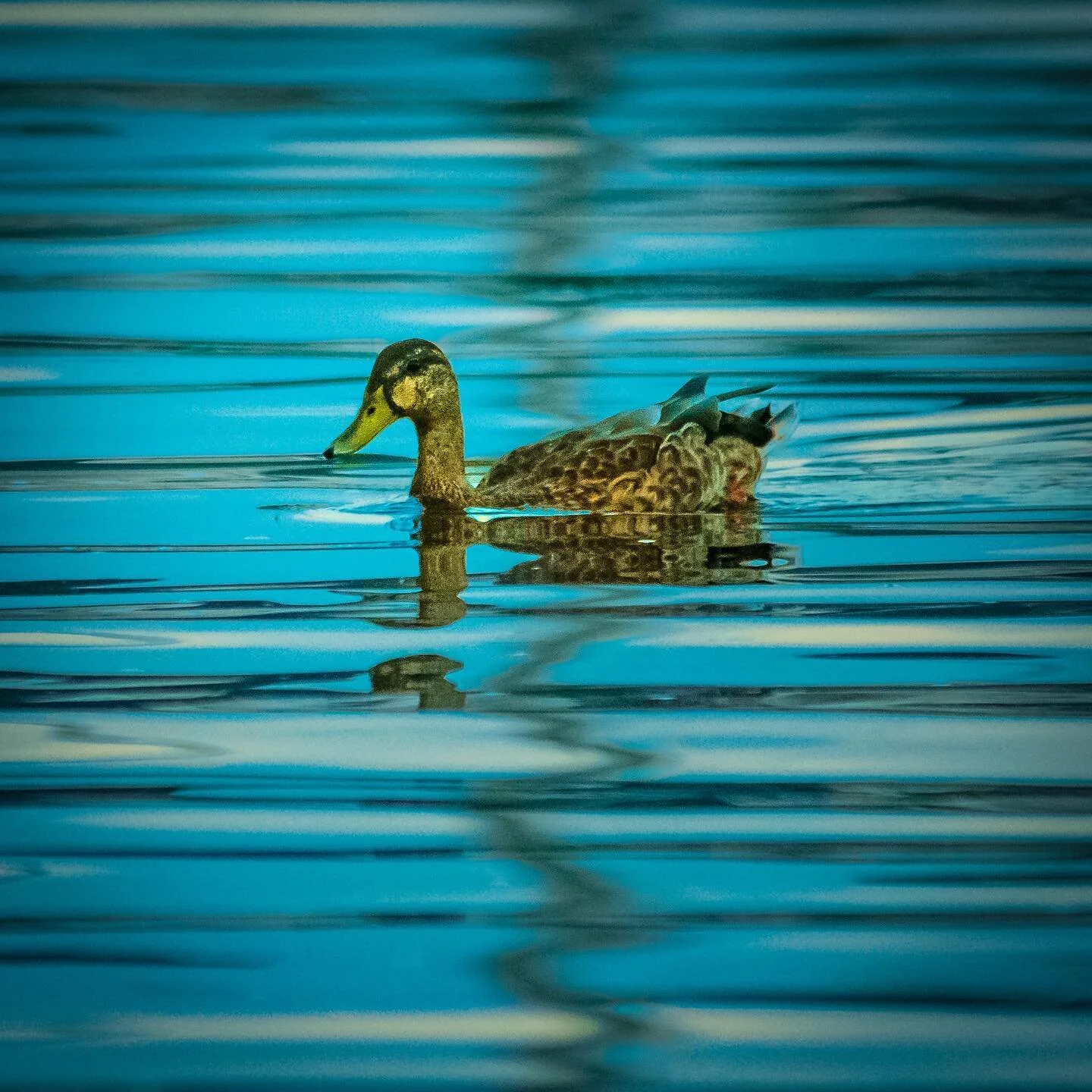 Duck Encounters — Amy Lynn Photography