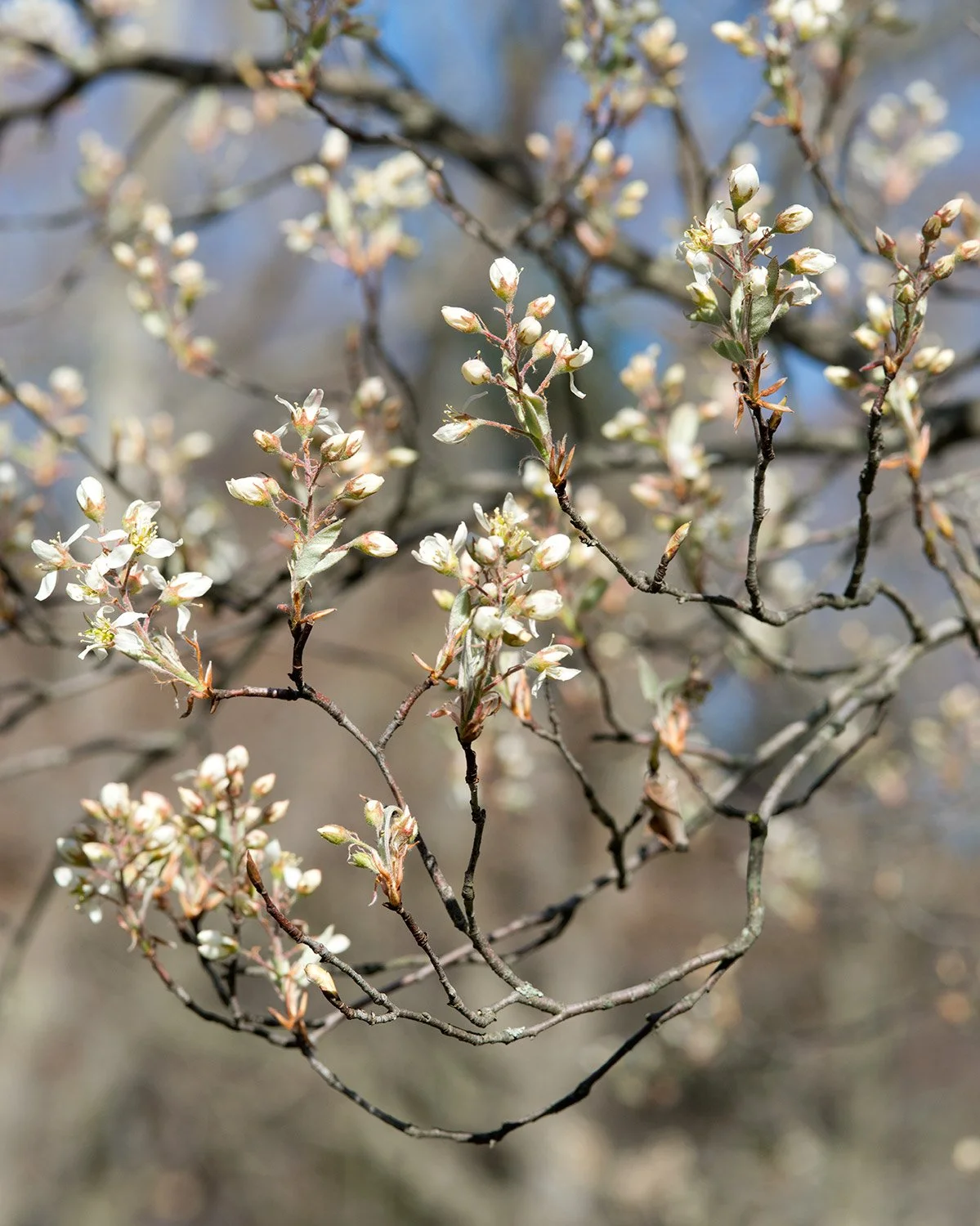 Native Plants with Nili: Juneberry Class — gardening for the future
