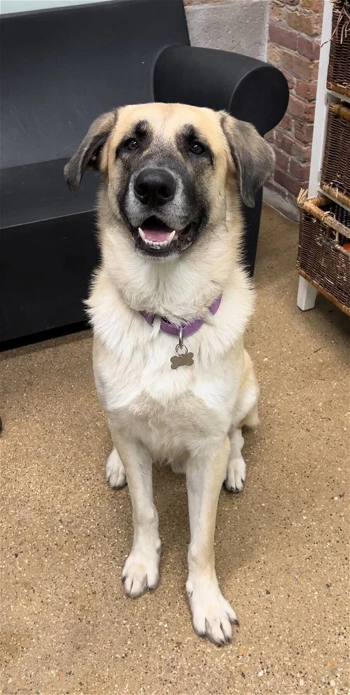 Adoptable Dogs — Community Animal Rescue Effort