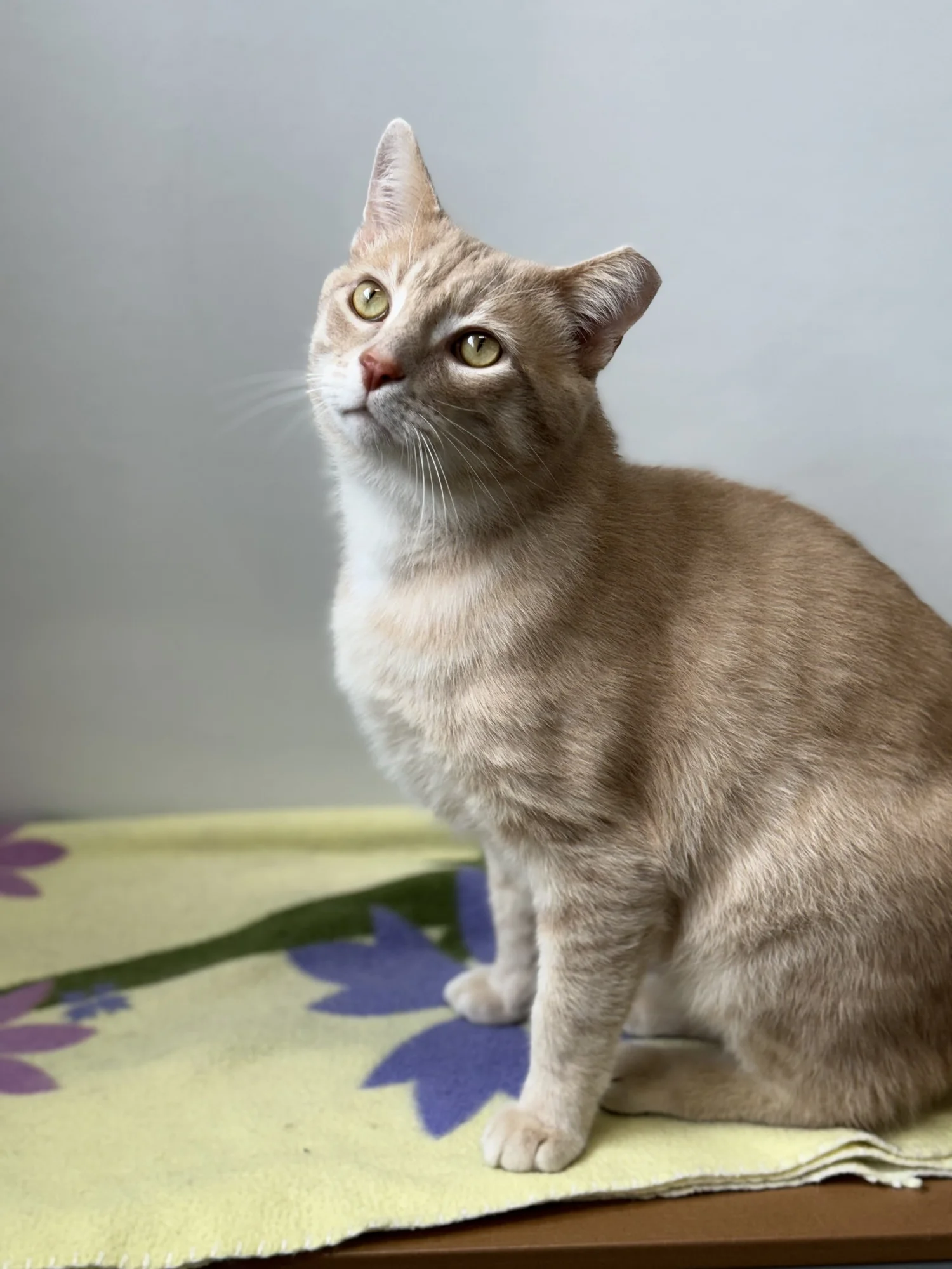 Adoptable Cats — Community Animal Rescue Effort