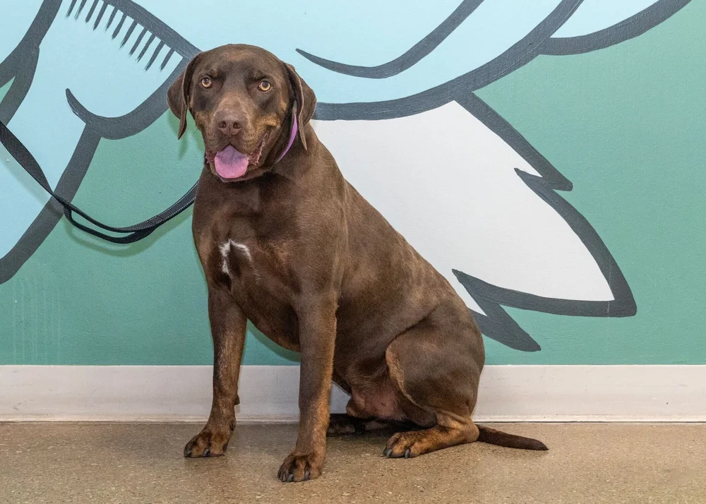 Adoptable Dogs — Community Animal Rescue Effort