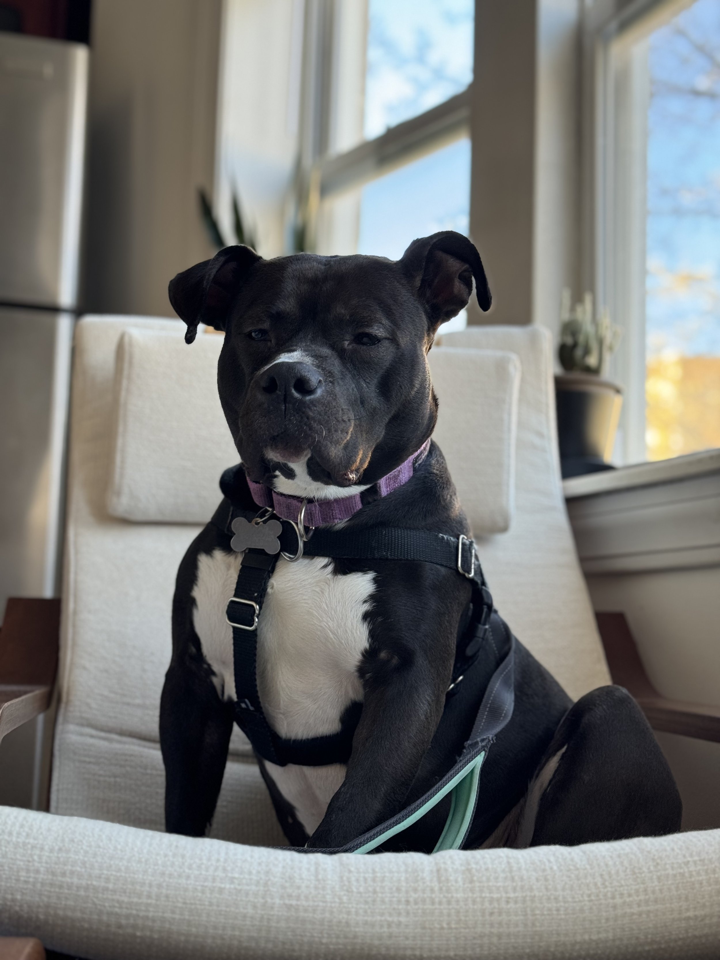 Adoptable Dogs — Community Animal Rescue Effort