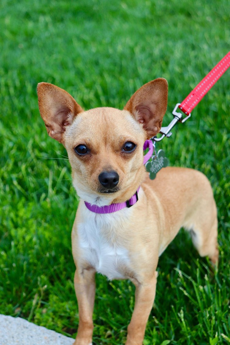 Adoptable Dogs — Community Animal Rescue Effort