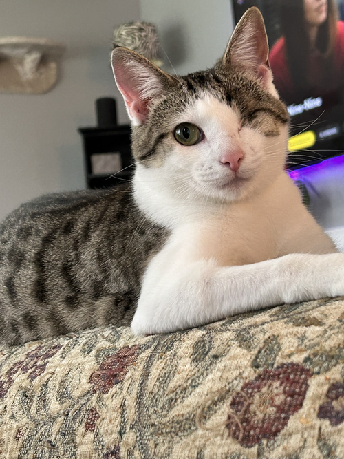 Adoptable Cats — Community Animal Rescue Effort