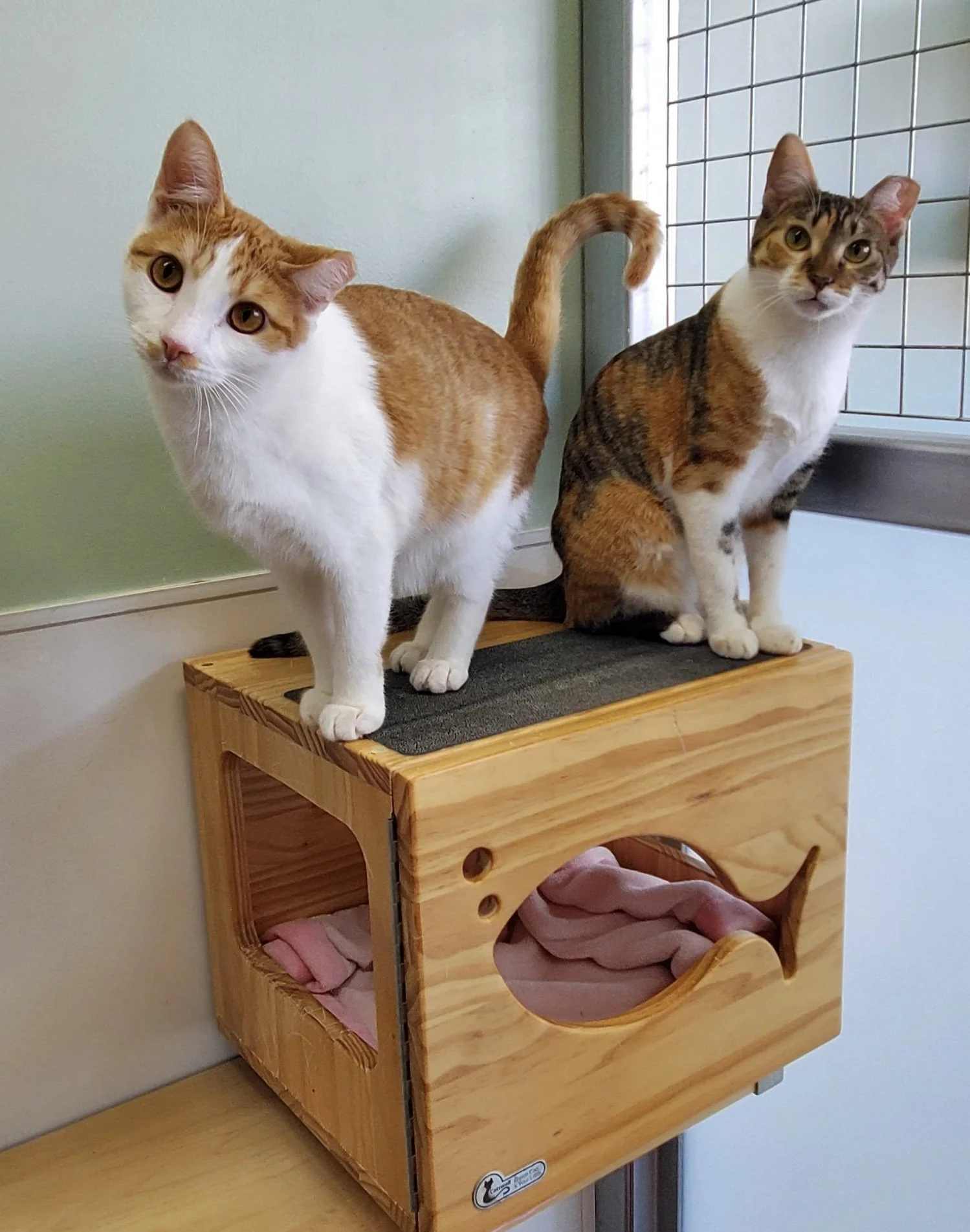 Adoptable Cats — Community Animal Rescue Effort