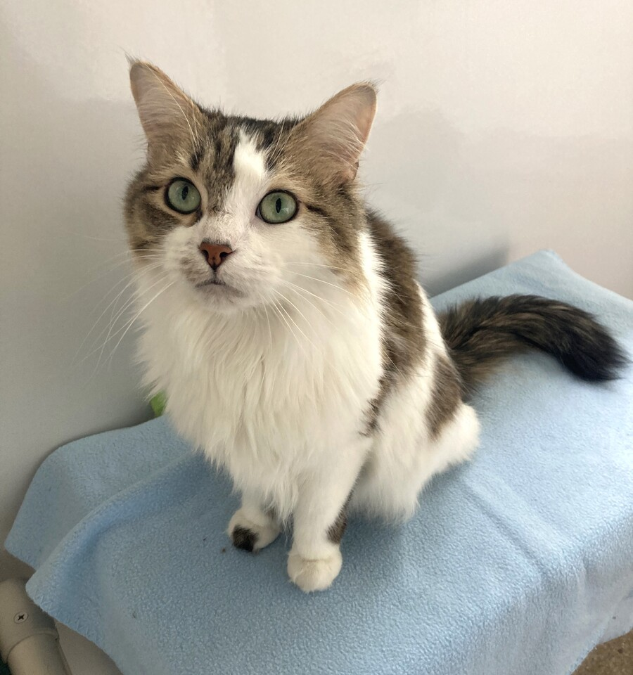 Adoptable Cats — Community Animal Rescue Effort