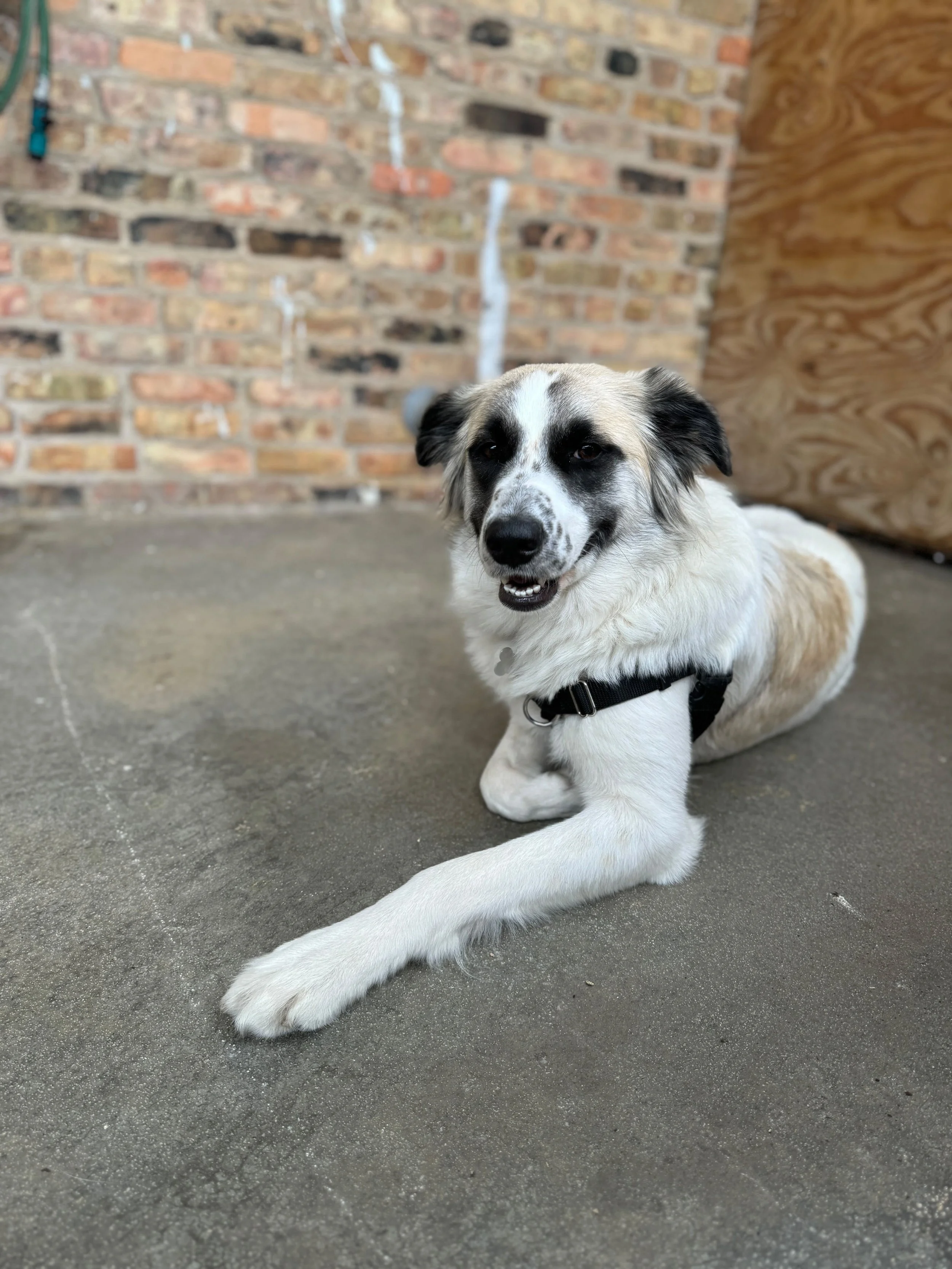 Adoptable Dogs — Community Animal Rescue Effort