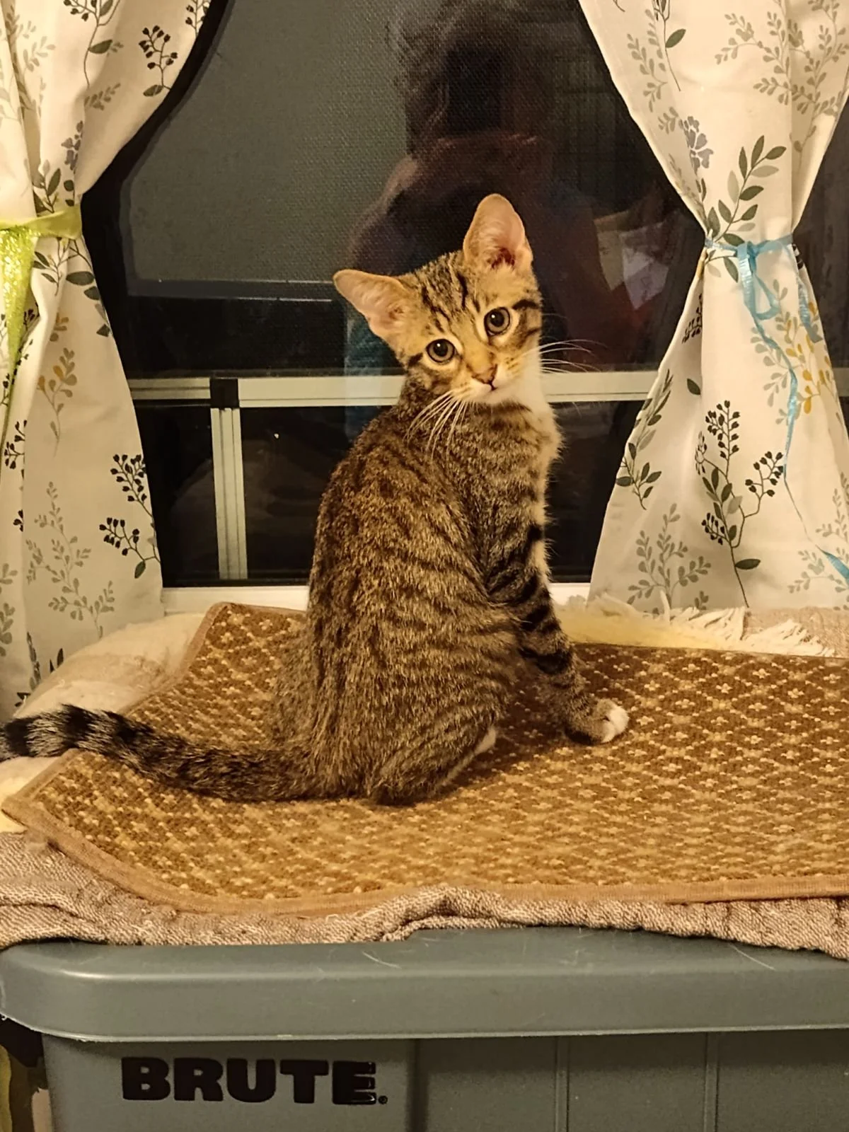 Kitten Adoption Event — Community Animal Rescue Effort