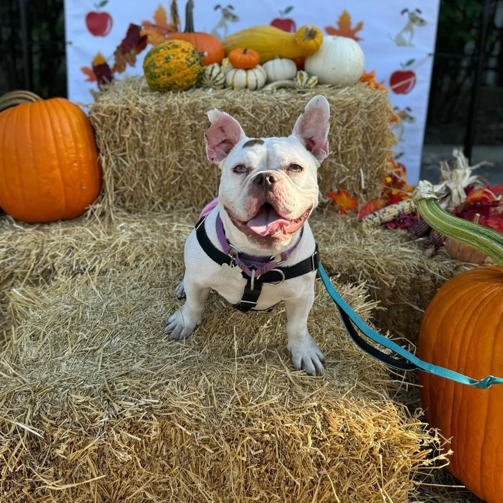 Adoptable Dogs — Community Animal Rescue Effort