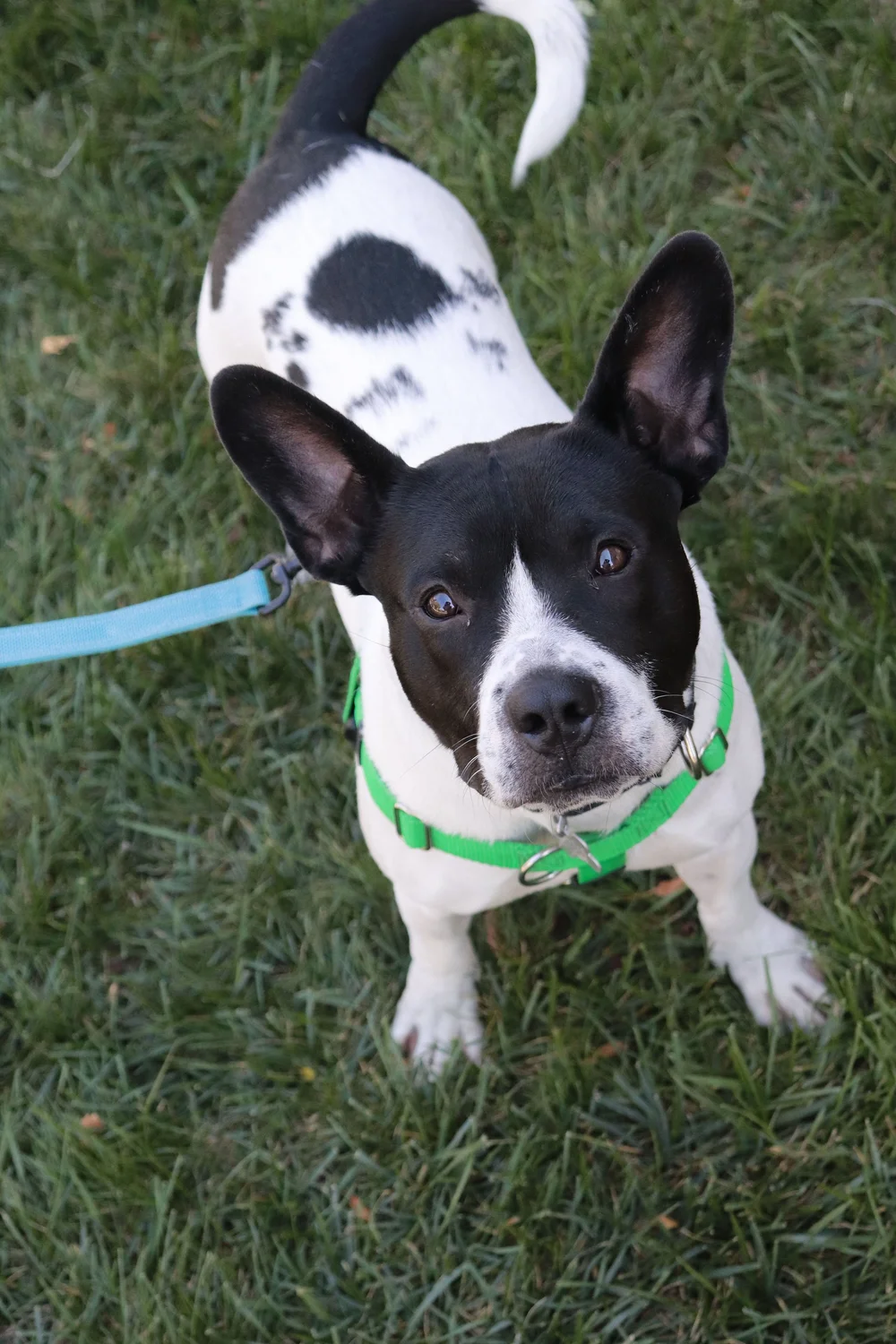 Adoptable Dogs — Community Animal Rescue Effort