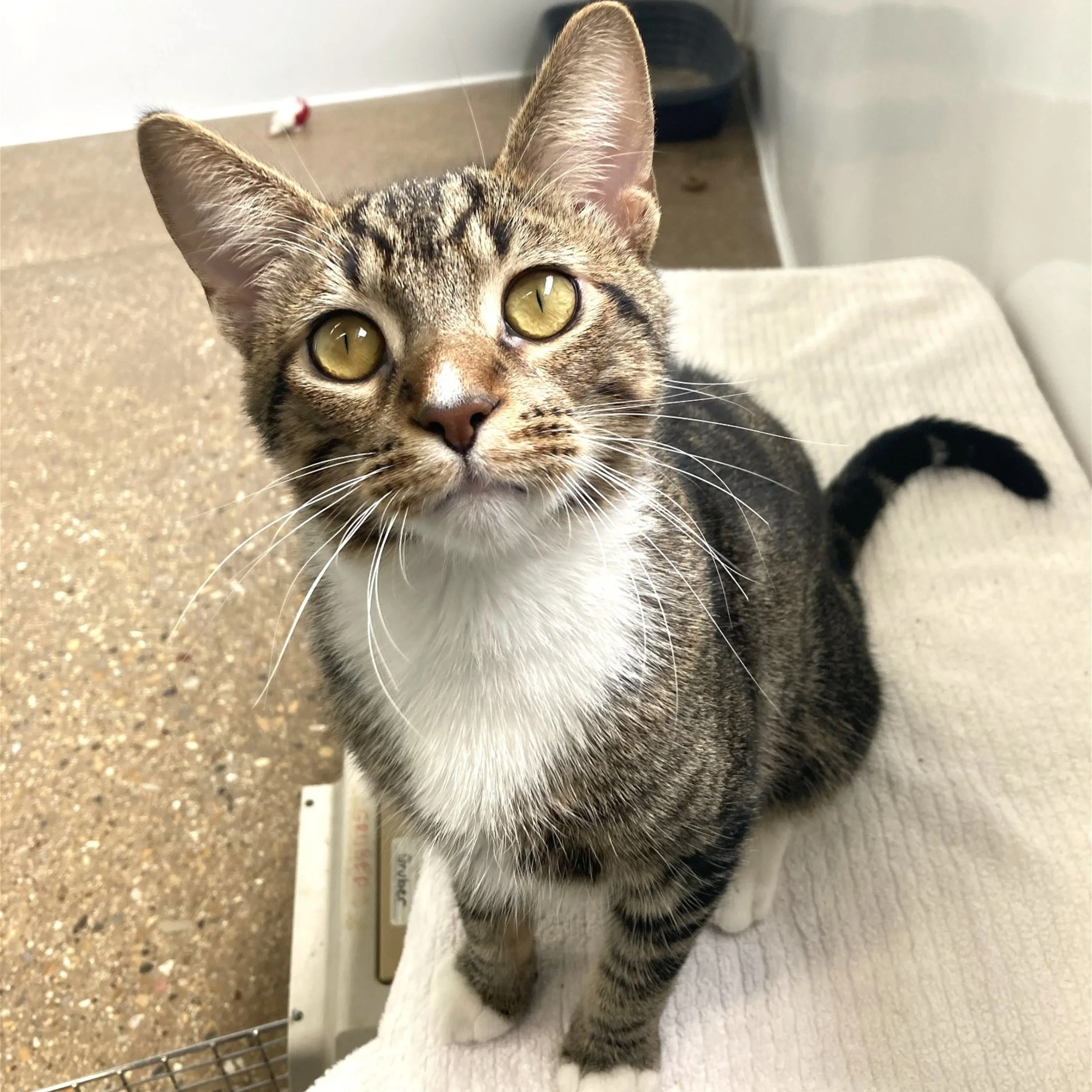 How to Donate — Community Animal Rescue Effort