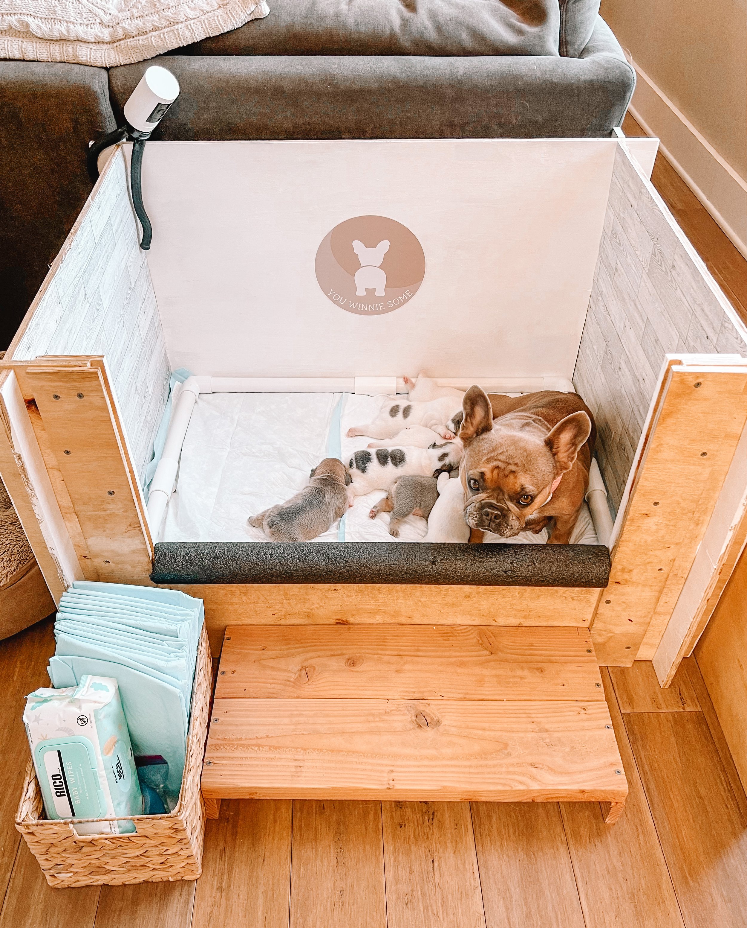 Whelping Set Up for a Litter of French Bulldog Puppies
