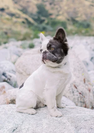 You Winnie Some Frenchies - Home