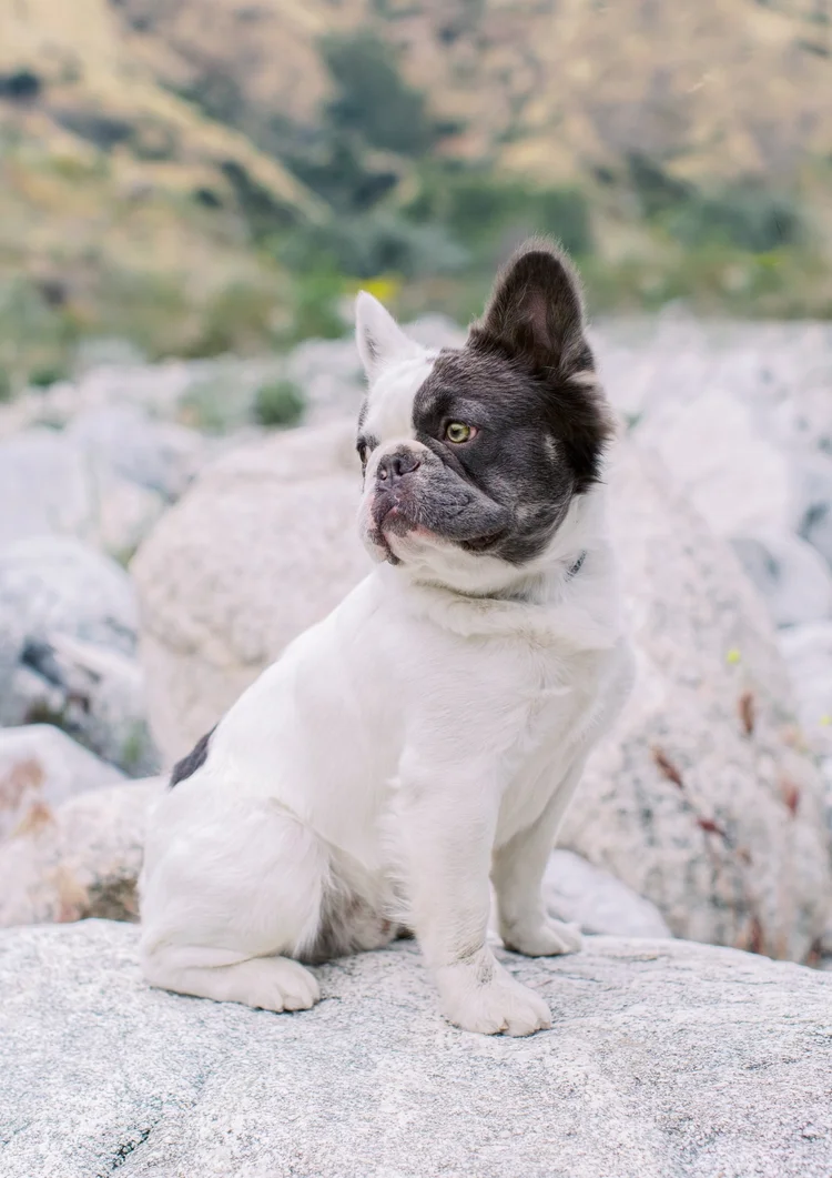 You Winnie Some Frenchies - French Bulldog Breeder