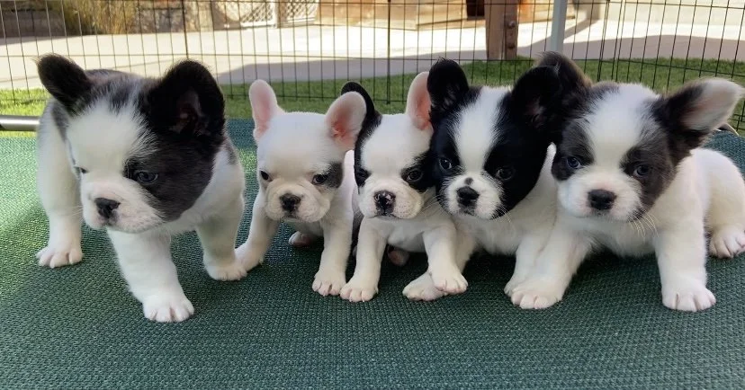Pied French Bulldogs - What you need to know